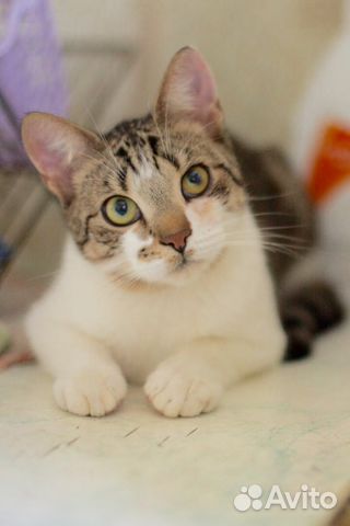 Котенок Душка Обнимашка-Целовашка дар добрые руки