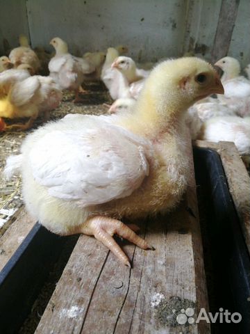 Цыплята бройлер Кобб 500 инкубационное яйцо
