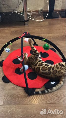 Бенгальские тигрята