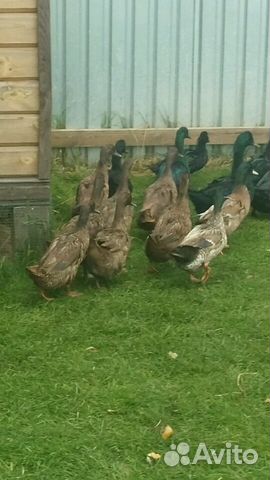 Породные утки и гуси от 3 месяцев