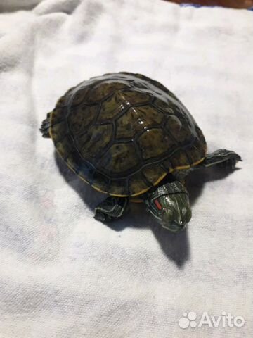 Черепаха + корм