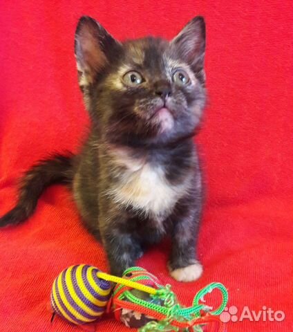 Ищат дом малыши котятки, возраст 1.5 месяца