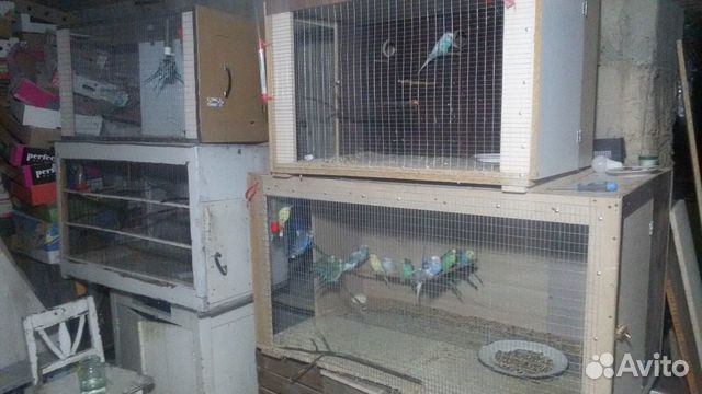 Волнистые попугаи