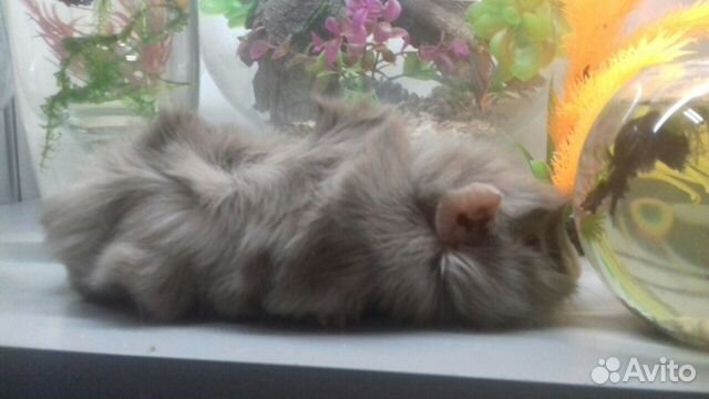 Морские свинки длинношерстные, розетки