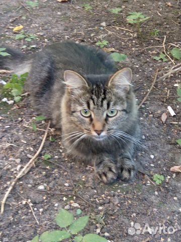 Лана, пушистая нежная маленькая красотка