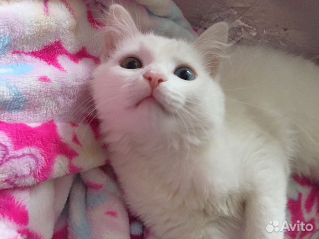 Кошка альбинос