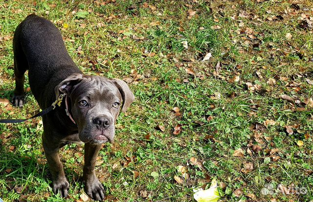 Щенок Кане-Корсо