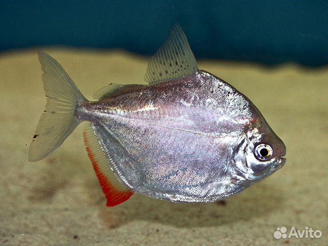 Пиранья Метиннис 10см