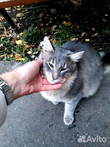 Необычайно ласковые молодые котички