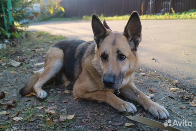 Овчарка Дина ищет хозяина