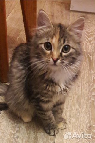 Котенок Хризантема в добрые руки