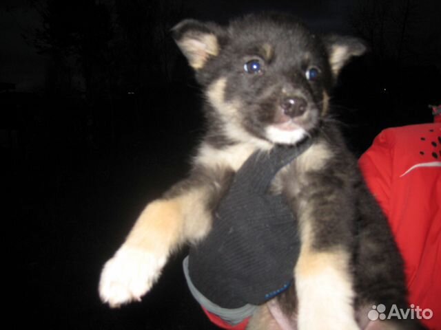 В хорошие руки-щенята