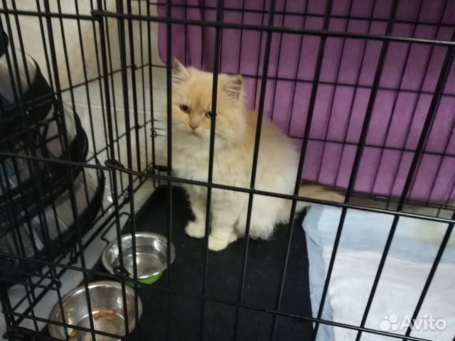 Кому Абрикосика