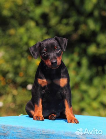 Очаровательная девочка цвергпинчер