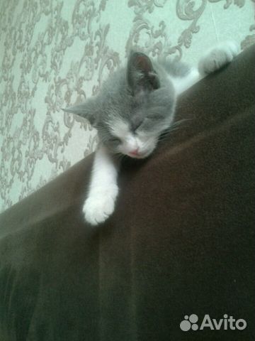 Котенок шотландец. 2 месяца