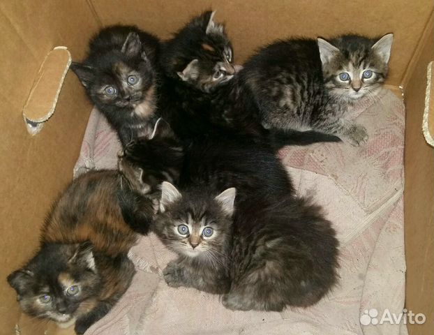 Котята