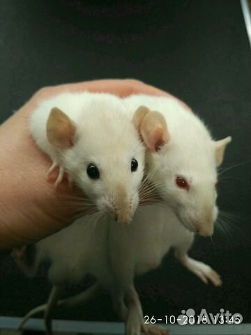 Крысята Дамбо Сиам