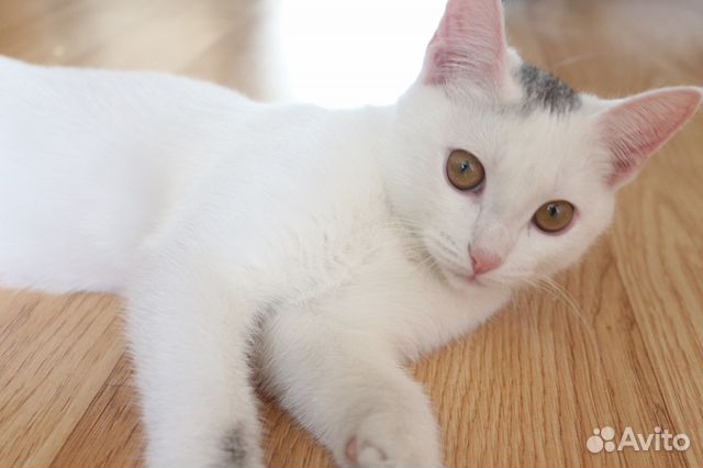 Милый котеночек ищет дом