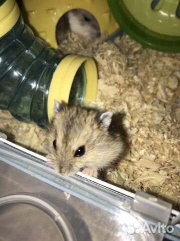 Джунгарский хомяк