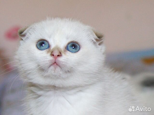 Синеглазая кошечка скоттиш фолд редкого окраса