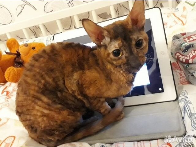 Кошечка. Корниш рекс