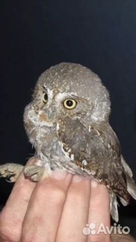 Ручная сова