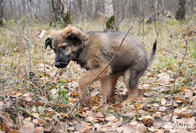 Балуша в добрые руки / щенок в дар