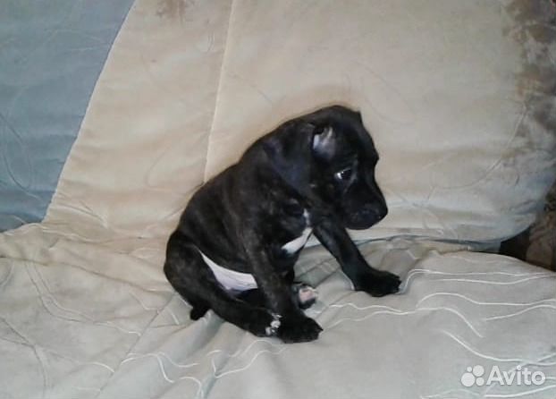 Щенок Английский Стаффордшир, кобель, 1,5 месяца