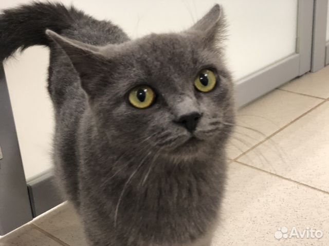 Бантик - котенок с улицы ищет дом