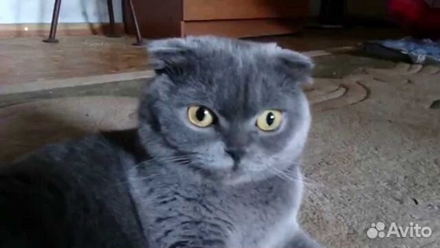 Продаю кота веслоухий британец