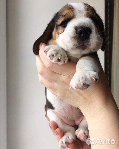 Малышка-бигль