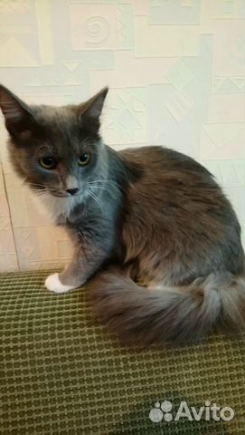 Кошечка Белла