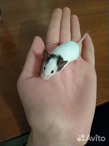 Японская мышь