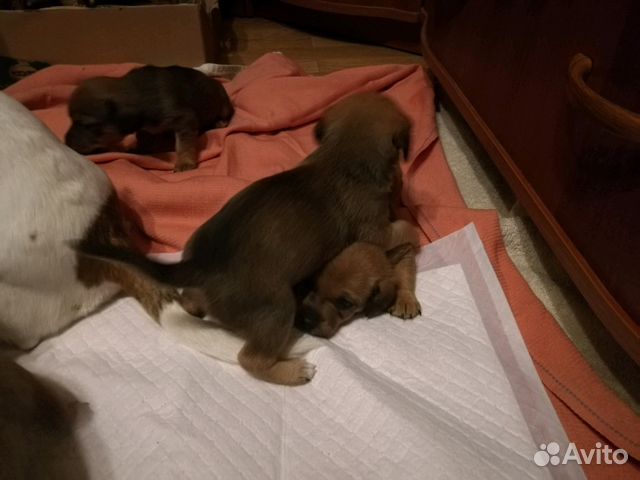 Щенки от джек рассела и пинчера