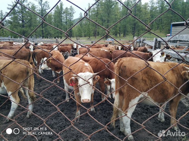 Продажа племенного скота