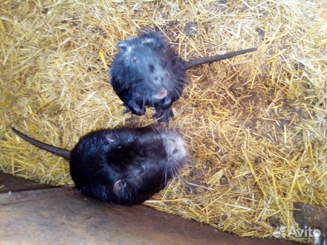 Нутрии Самки