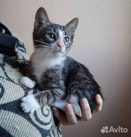 Малыш Рысик, 3 мес, в добрые руки