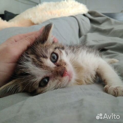 Котятам ищут мампап)