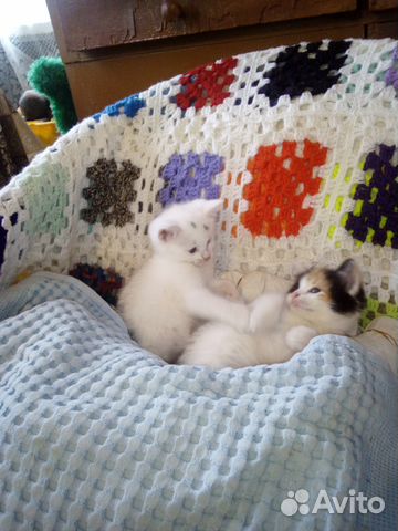 Котенок даром в добрые руки