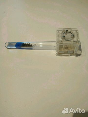 Lasius nigger