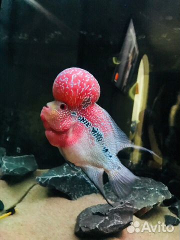 Флауэр Хорн