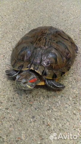 Черепаха красноухая
