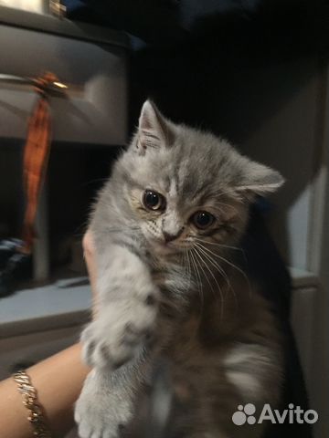 Продам котёнка,девочка, 2мес