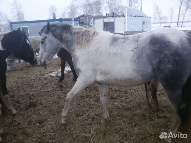 Верховые жеребцы полукровки
