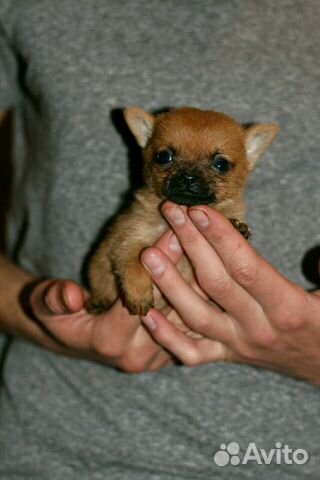 Чихуахуа. Щеночки