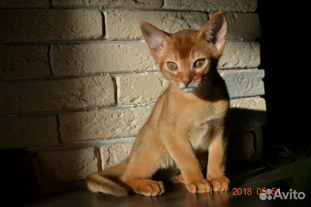Абиссинские котята Шоу класс