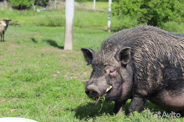 Вьетнамские вислобрюхие поросята