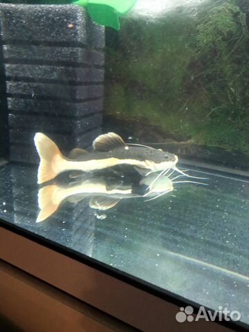 Сом Краснохвостый фрактоцефалус