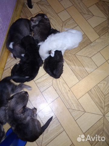 Щенки в добрые руки