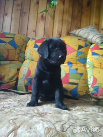 Очаровательные брюнетки